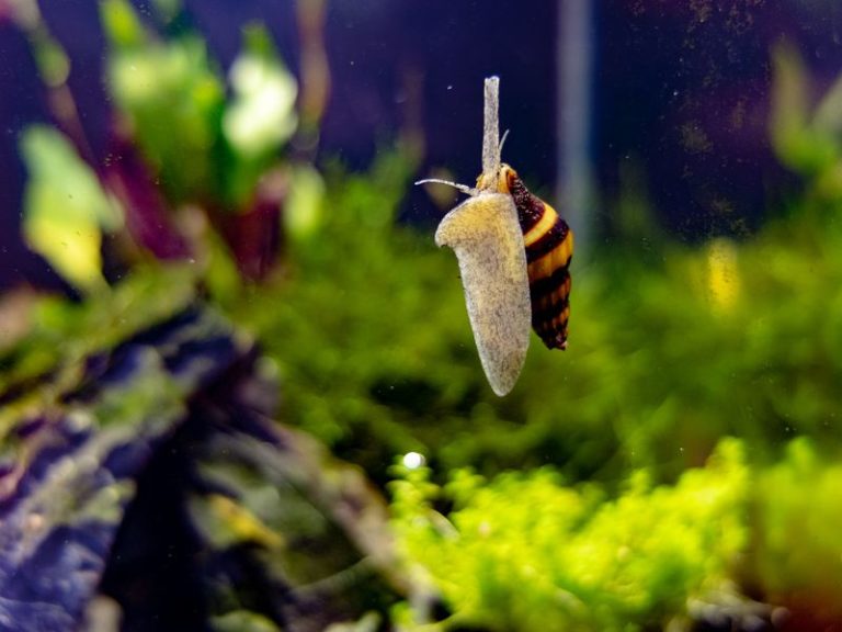 Assassin Snail Complete Care Guide Diet Breeding Behavior And More