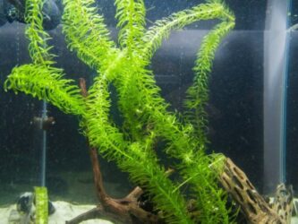 12 Best Coldwater Aquarium Plants