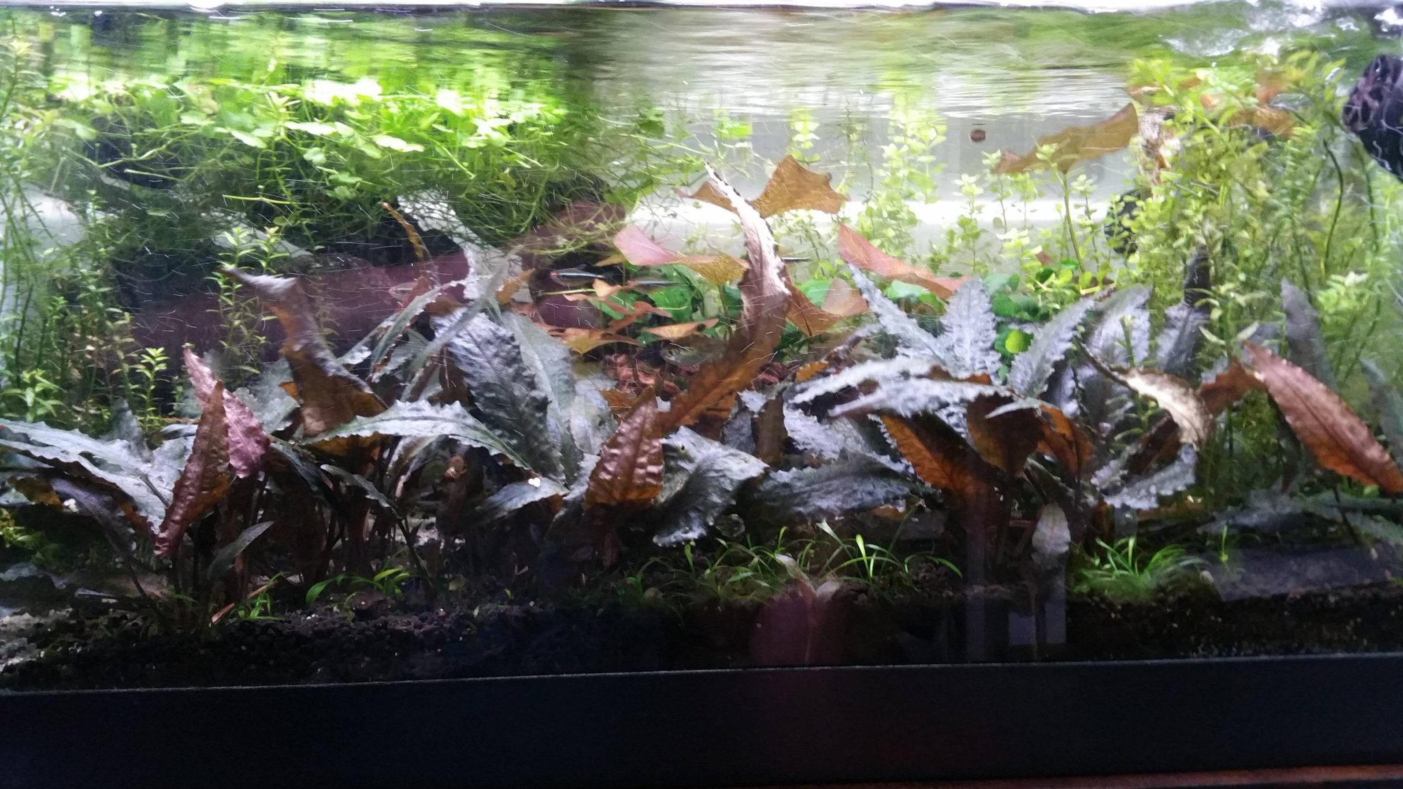 Live Betta Fish Plants: The Ultimate Guide - The Aquarium Guide