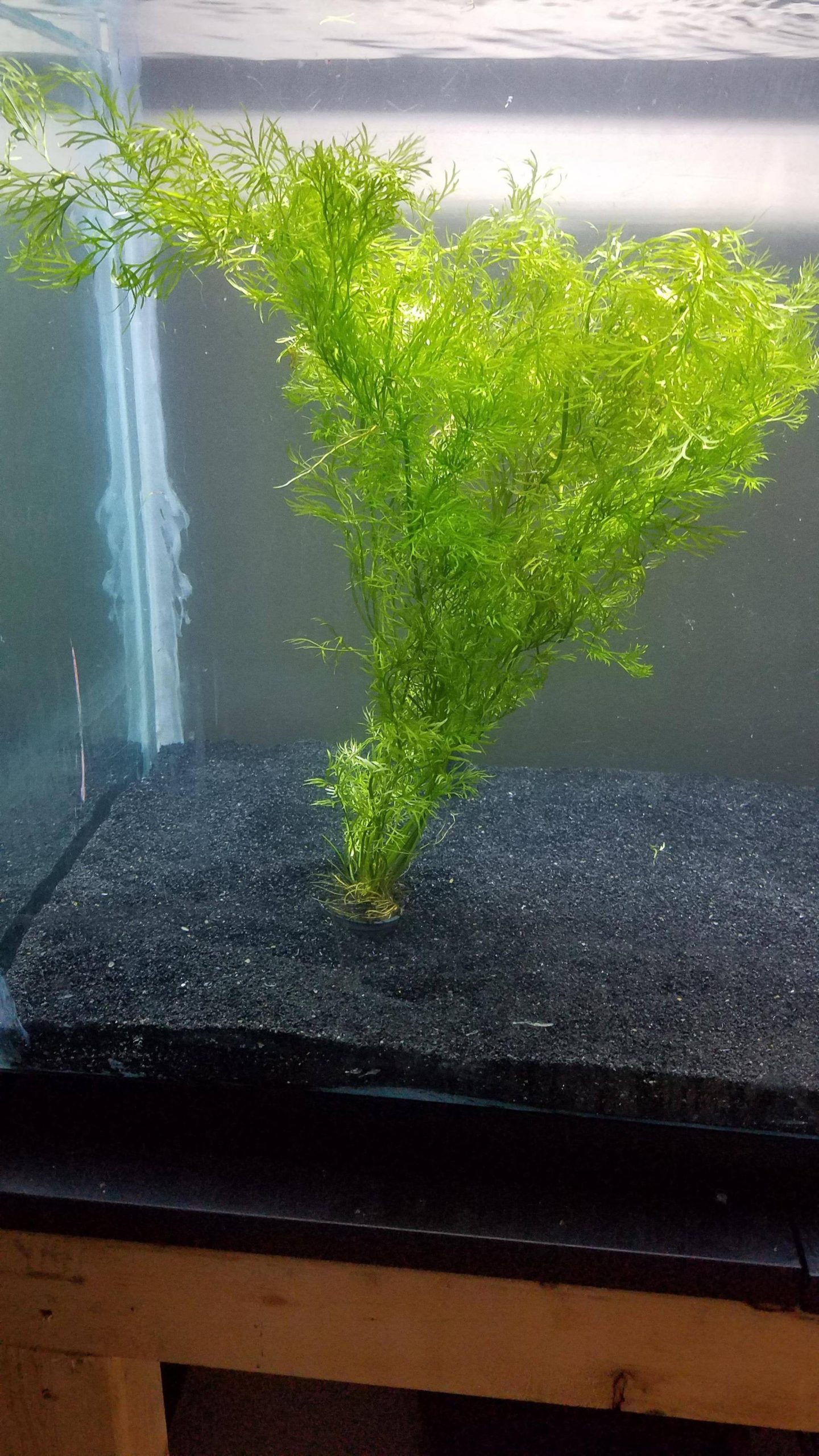 Live Betta Fish Plants: The Ultimate Guide - The Aquarium Guide