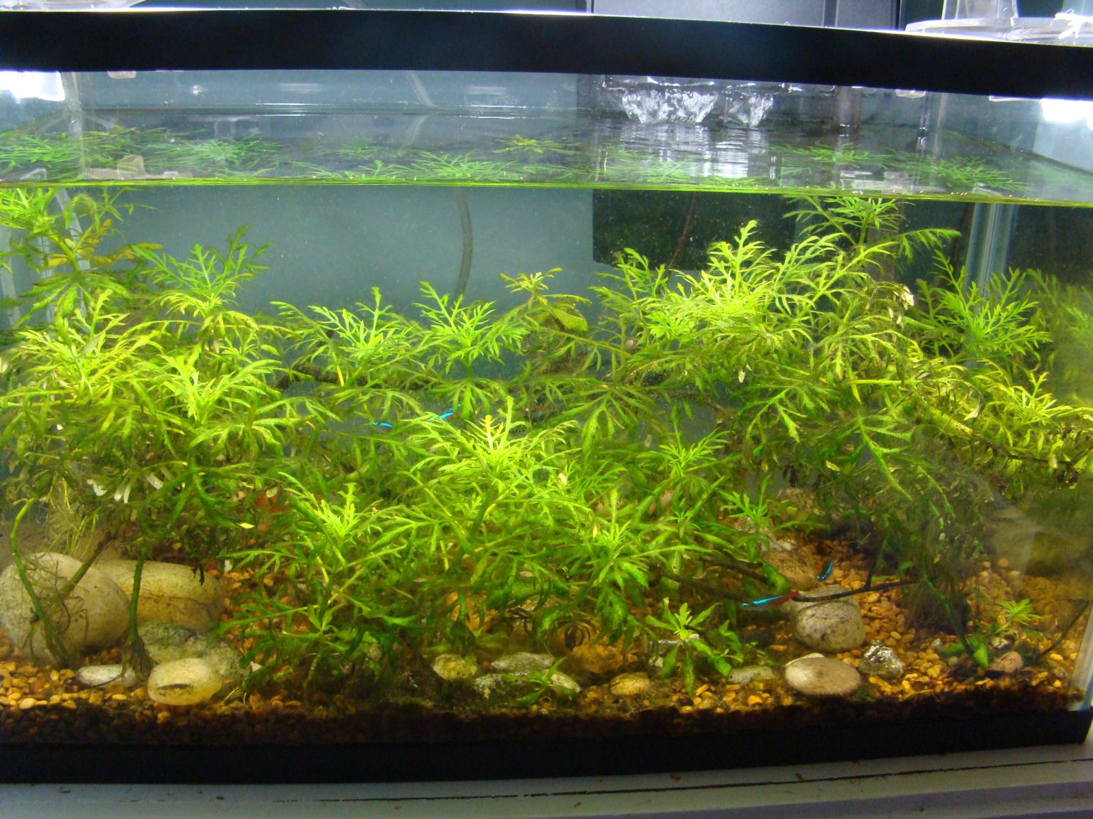 Live Betta Fish Plants: The Ultimate Guide - The Aquarium Guide