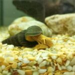 Rabbit Snails Complete Care Guide - The Aquarium Guide