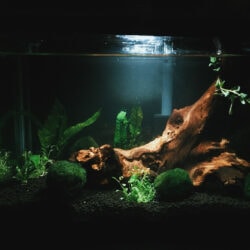 Bladder Snail: Complete Guide to Care, Breeding, Tank Size and Disease ...