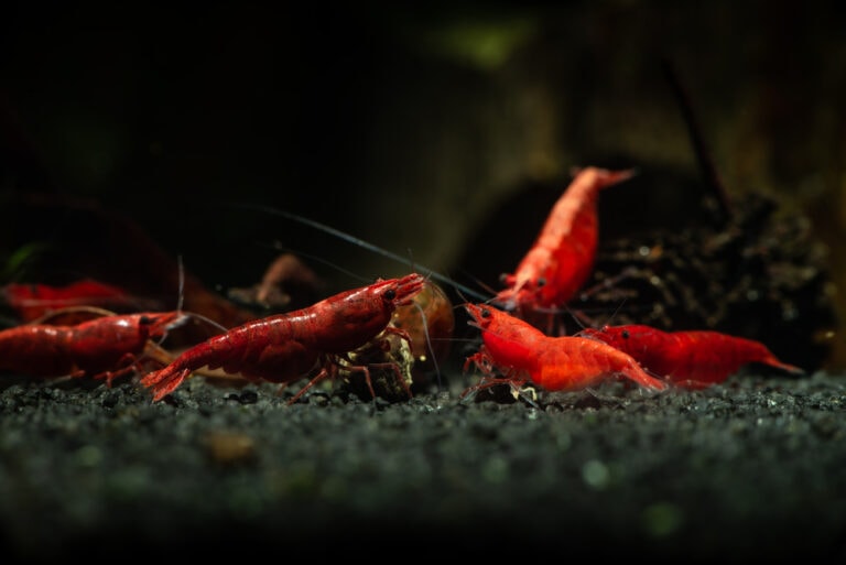 Cherry Shrimp: Complete Guide To Care, Breeding, Tank Size And Disease ...