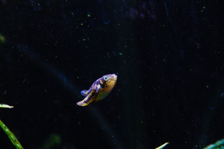 Dwarf Pufferfish: The Ultimate Care Guide - The Aquarium Guide