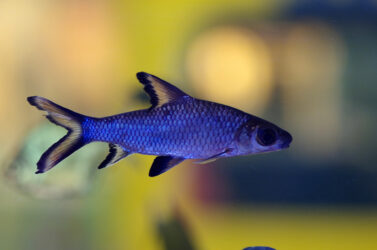 Bala Shark Care and Breeding Guide | The Aquarium Guide
