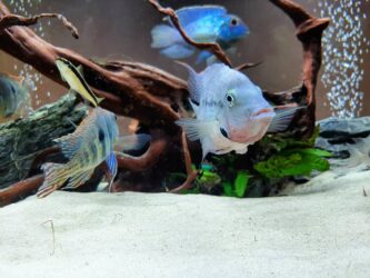 Electric Blue Acara: Care Guide, Breeding, Tank Size & Disease