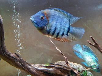 Electric Blue Acara: Care Guide, Breeding, Tank Size & Disease