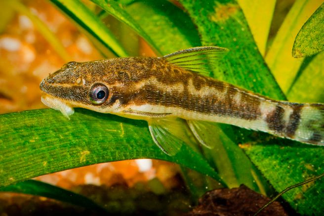 Otocinclus Catfish - Complete Guide To Care, Breeding, Tank Size, And ...