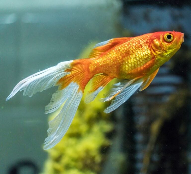 Comet Goldfish Care Guide - Feeding, Breeding & Tank Setup