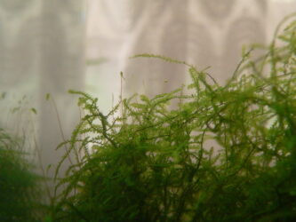 Java Moss: How to Make it Grow, Design Ideas, and More