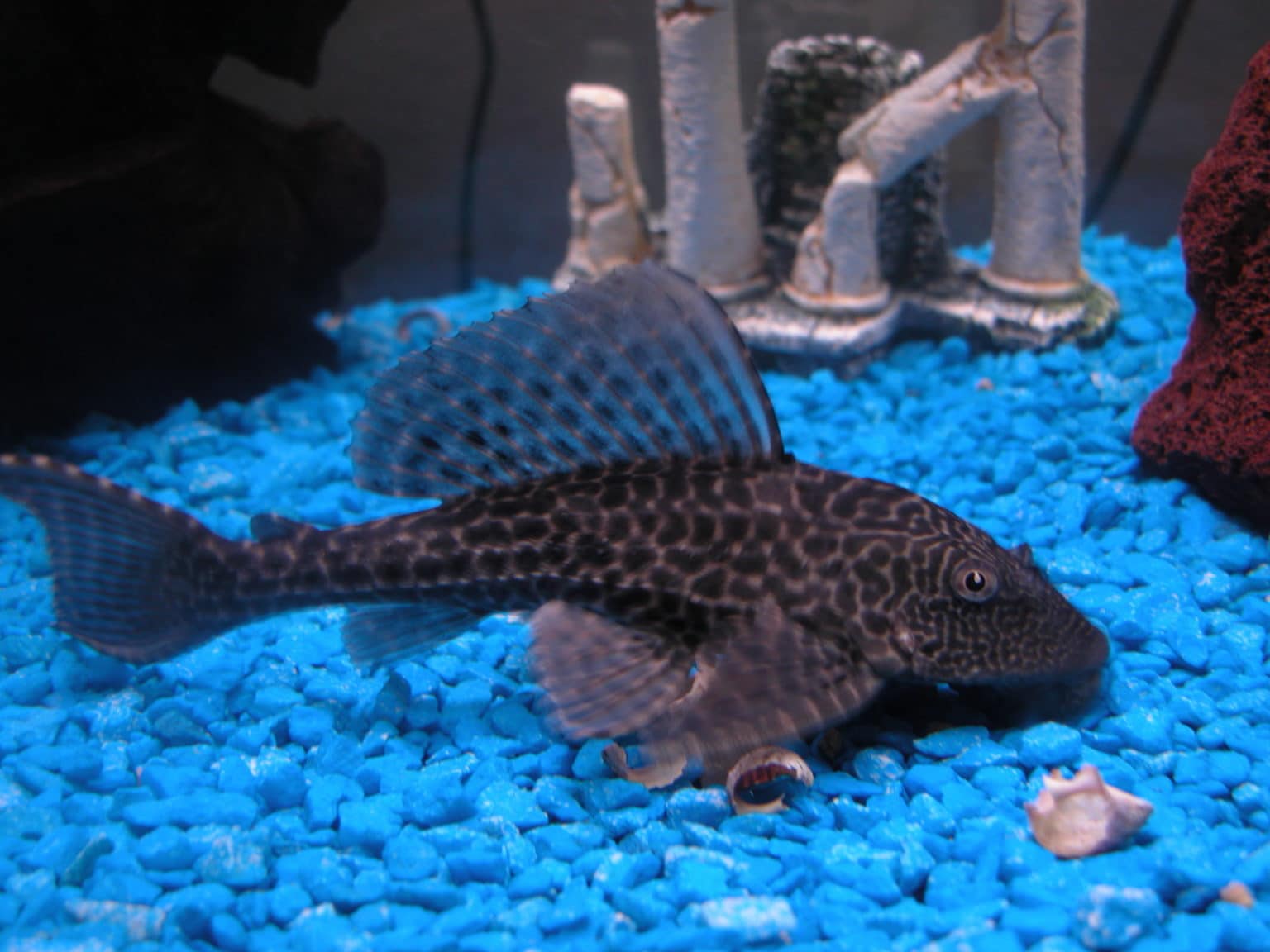 Common Pleco: The Complete Guide 2024