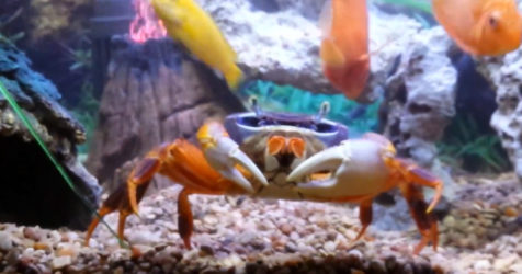 Moon Crab: Guide to Care, Breeding, Tank Size & Disease