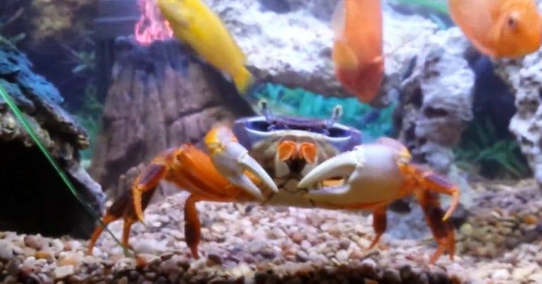 Moon Crab: Guide to Care, Breeding, Tank Size & Disease