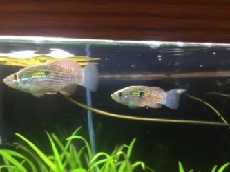 American Flagfish: Care Guide, Breeding, Tank Size & Disease