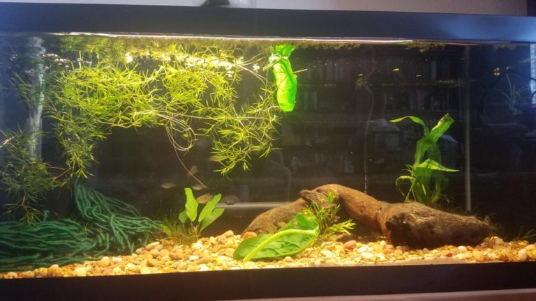 American Flagfish: Care Guide, Breeding, Tank Size & Disease