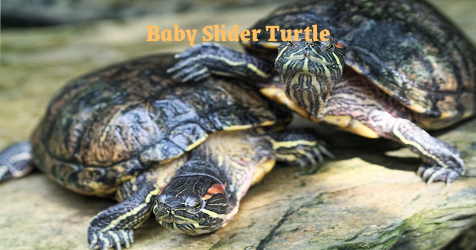 How to Care for a Baby Slider Turtle? - The Aquarium Guide