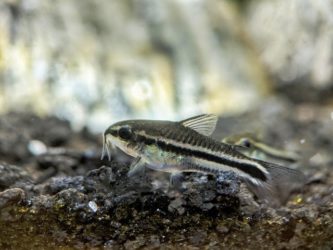 Pygmy Cory: Complete Guide to Care, Breeding, Tank Size and Disease ...