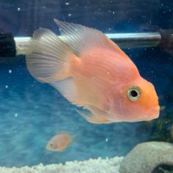 Blood Red Parrot Cichlid: Care Guide, Breeding & Tank Size