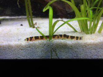 Kuhli Loach: Care Guide, Breeding, Tank Size & Disease [2022]