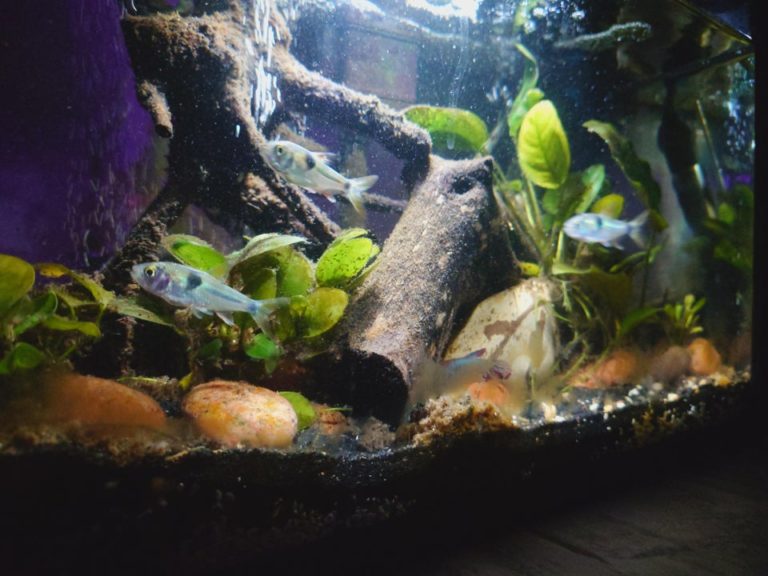 Bucktooth Tetra: Complete Guide to Care, Breeding, Tank Size and ...