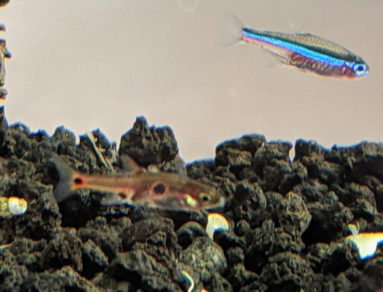 Bucktooth Tetra: Complete Guide to Care, Breeding, Tank Size and ...