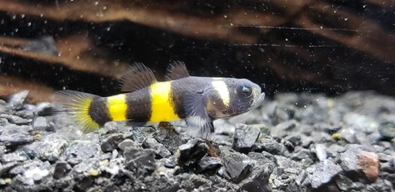 Bumblebee Goby: Complete Guide to Care, Breeding, Tank Size and Disease - The Aquarium Guide