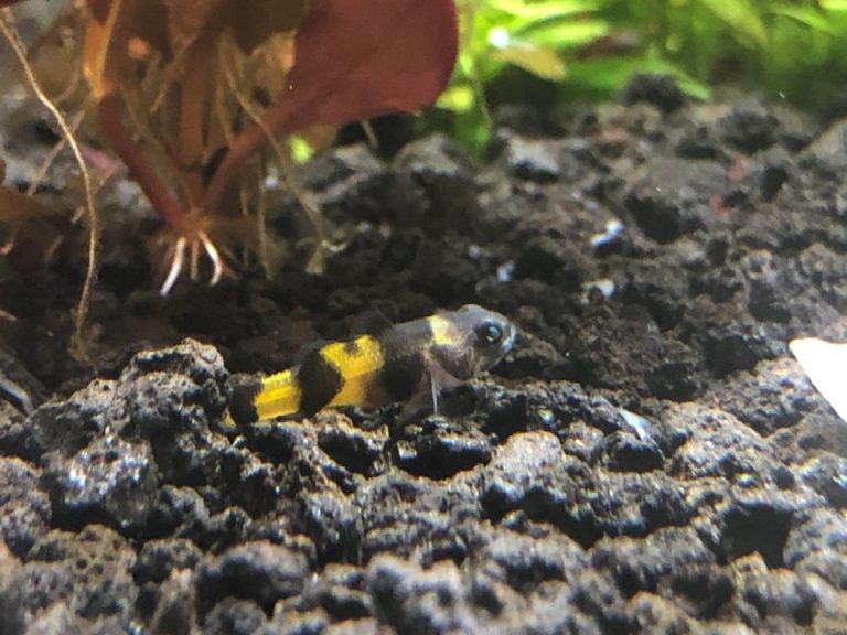 Bumblebee Goby: Complete Guide to Care, Breeding, Tank Size and Disease ...