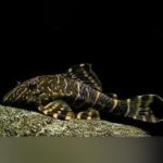 Clown Pleco: Care Guide, Breeding, Tank Size and Disease