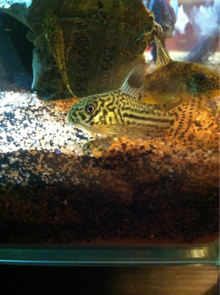 Cory Catfish: Care Guide, Breeding, Tank Size, and Disease