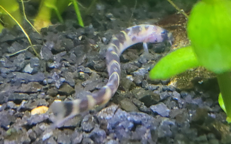 Kuhli Loach: Care Guide, Breeding, Tank Size & Disease [2022]