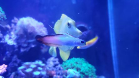 Firefish: Care Guide, Breeding, Feeding, Tank Size & Diseases