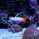 Firefish: Care Guide, Breeding, Feeding, Tank Size & Diseases