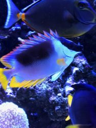 Foxface Fish: Complete Guide to Care, Breedings, Tank Size, and Disease ...