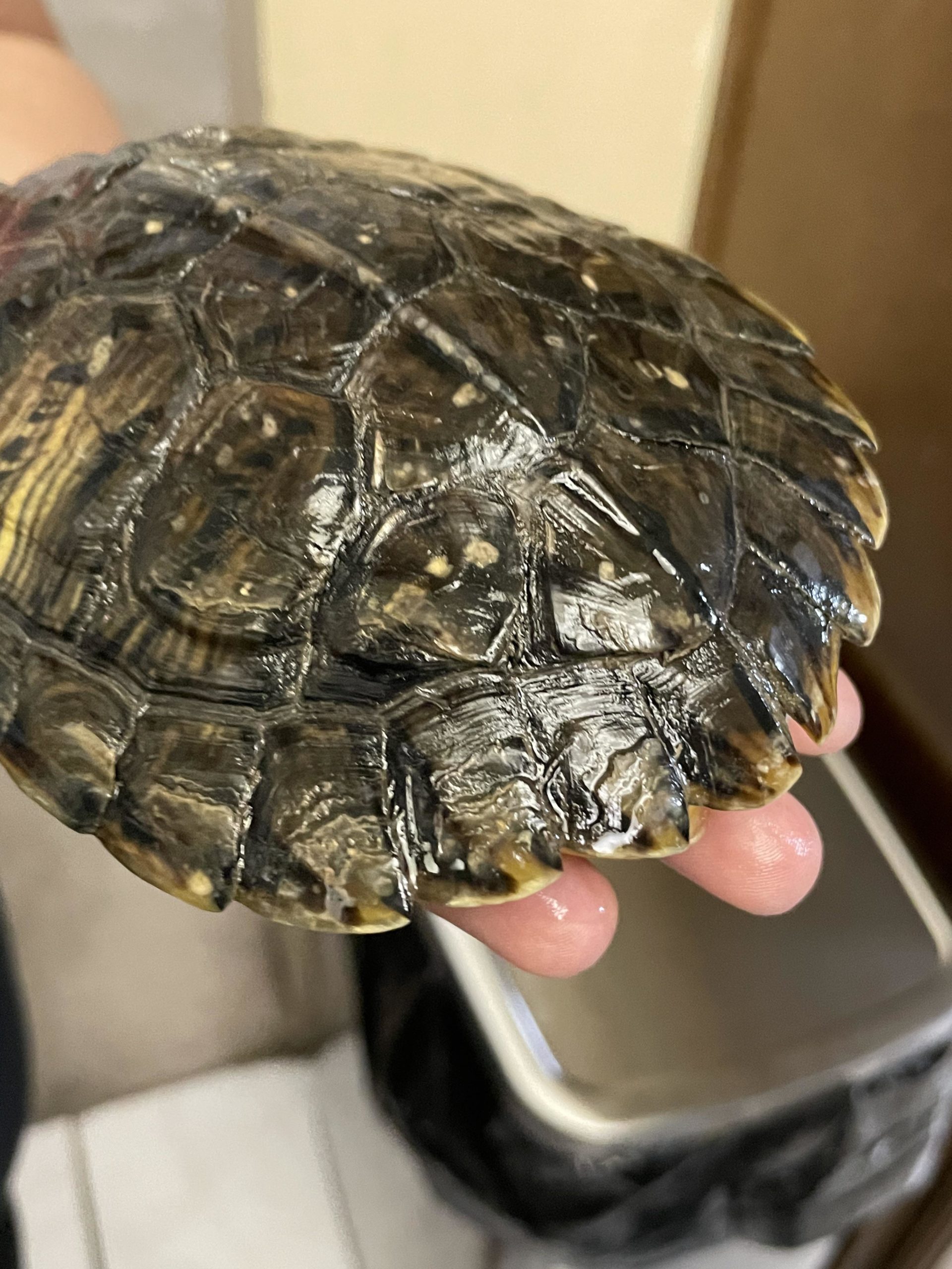 Baby Snapping Turtle: Complete Guide to Care, Breeding, Tank Size and ...