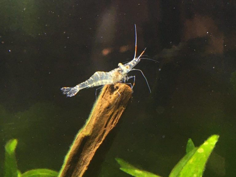 Ghost Shrimp: Complete Guide to Care, Breeding, Tank Size and Disease ...