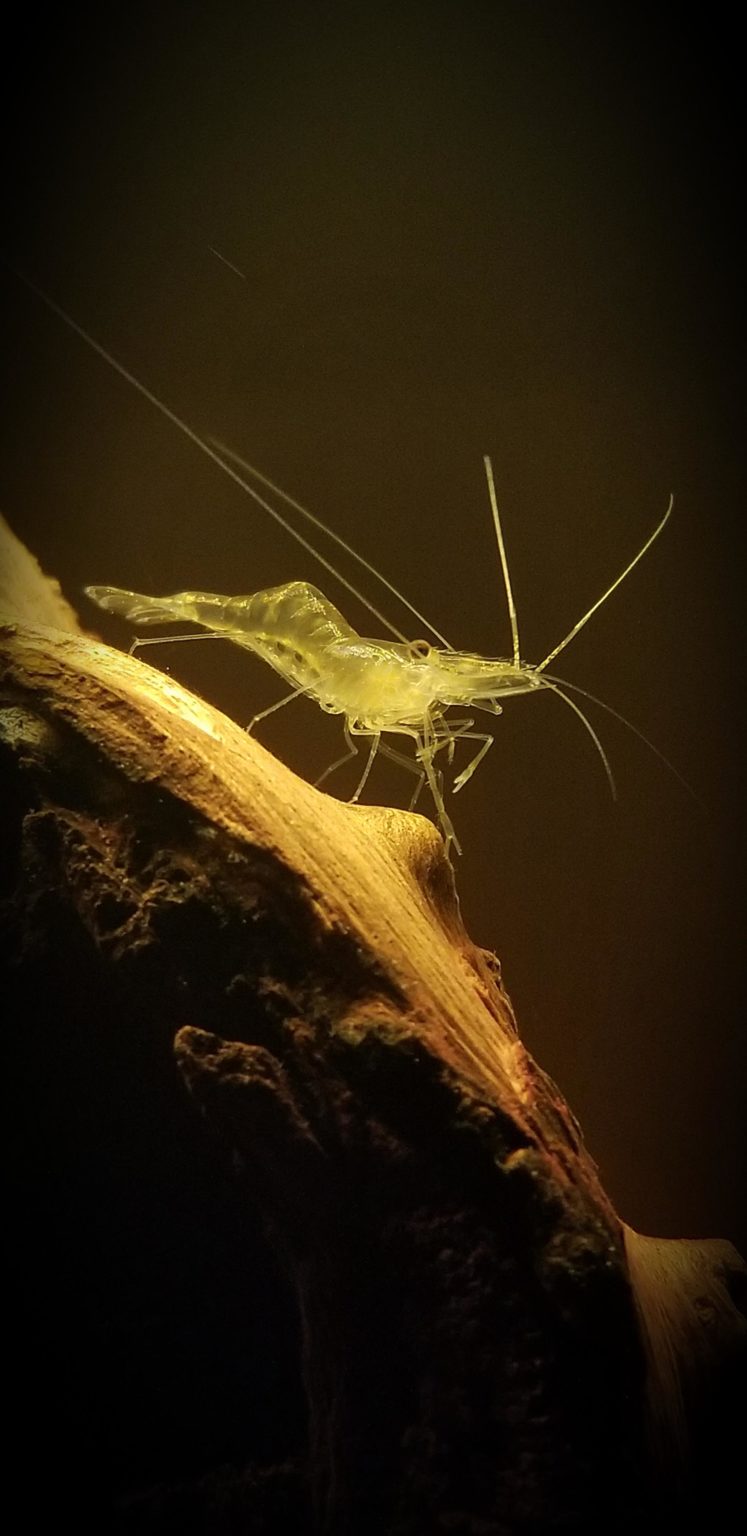 Ghost Shrimp: Complete Guide to Care, Breeding, Tank Size and Disease ...
