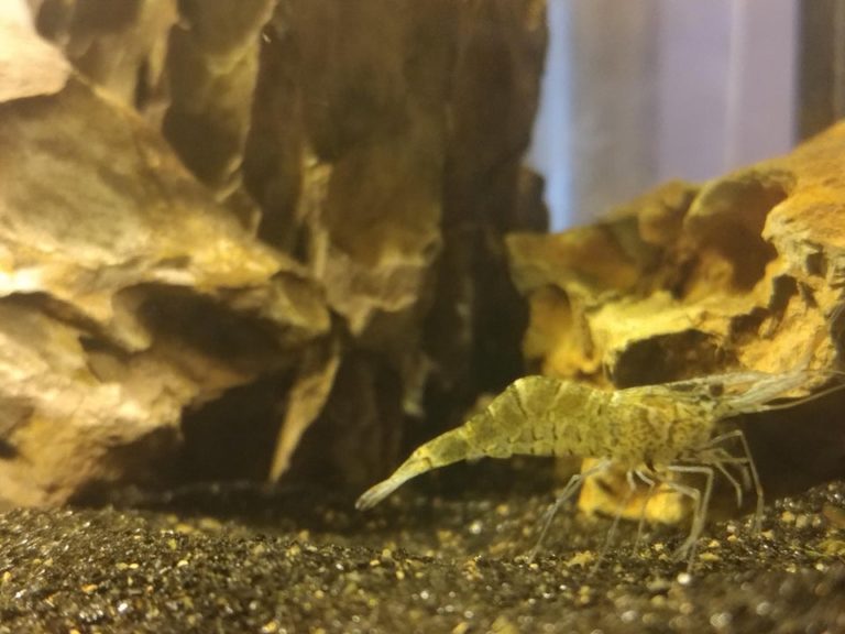 Ghost Shrimp: Complete Guide to Care, Breeding, Tank Size and Disease ...