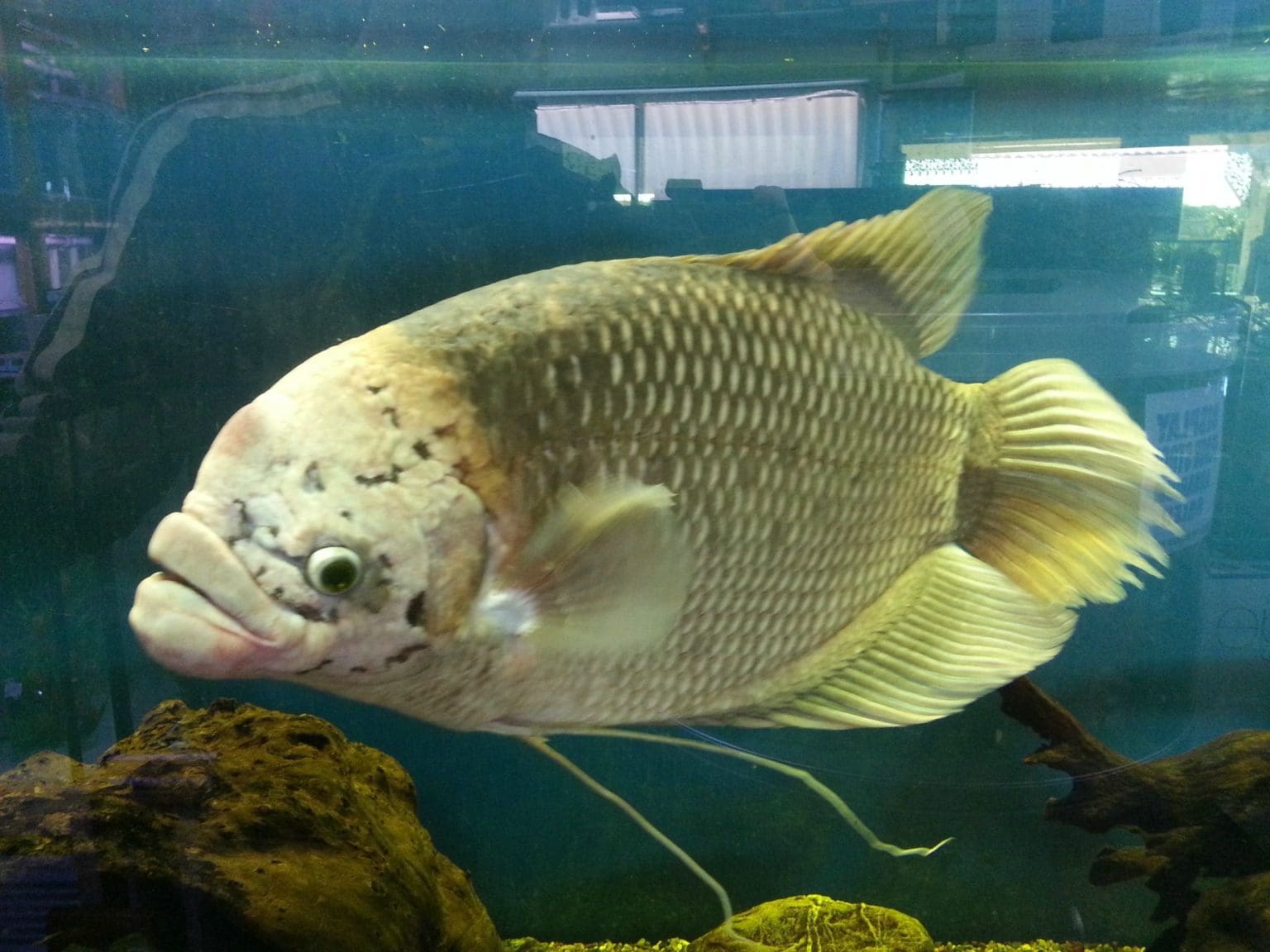Giant Gourami: Care Guide, Breeding, Tank Size and Disease
