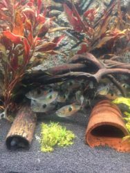 Bucktooth Tetra: Complete Guide to Care, Breeding, Tank Size and ...