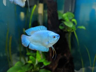 Blue Gourami: Complete Guide to Care, Breeding, Tank Size and Disease ...