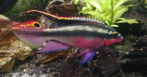 Kribensis Cichlid: Care Guide, Breeding, and Tank Size