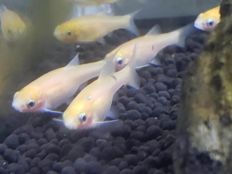 Rosy Red Minnow: Care Guide, Breeding, Tank Size & Disease