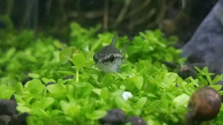 Pygmy Cory: Complete Guide to Care, Breeding, Tank Size and Disease ...