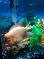 Red Devil Cichlid: Complete Guide to Care, Breeding, Tank Size and ...