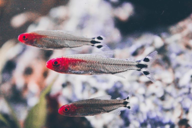 Rummy Nose Tetra: Care Guide, Breeding, Tank Size & Disease