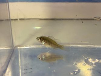 Rosy Red Minnow: Care Guide, Breeding, Tank Size & Disease
