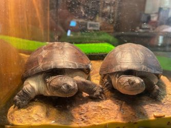 African Sideneck Turtle: Care, Breeding, Tank Size & Disease