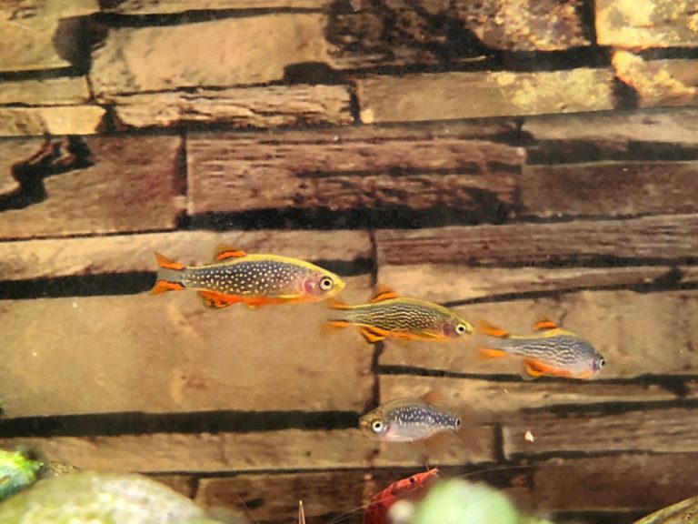 Galaxy Rasbora: Full Care Guide, Breeding, Tank Size & Disease