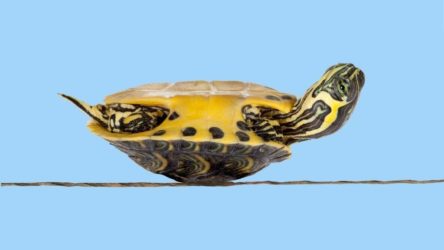 Can My Turtle Drown? (And How to Save The Drowing Turtle)